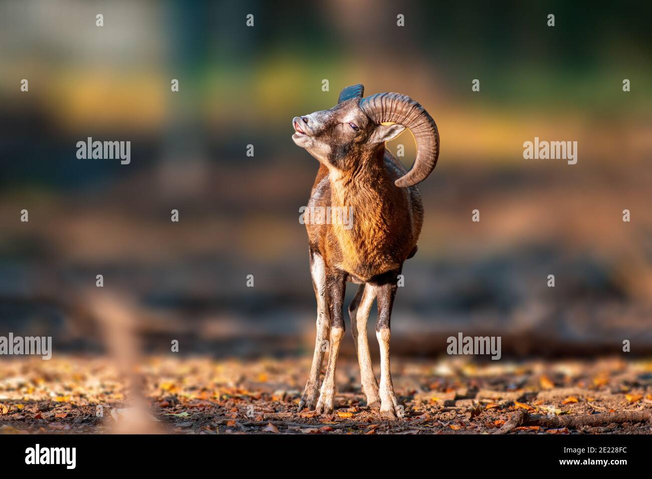 a young male Mouflon (Ovis gmelini musimon) in zoo koethen, saxony ...