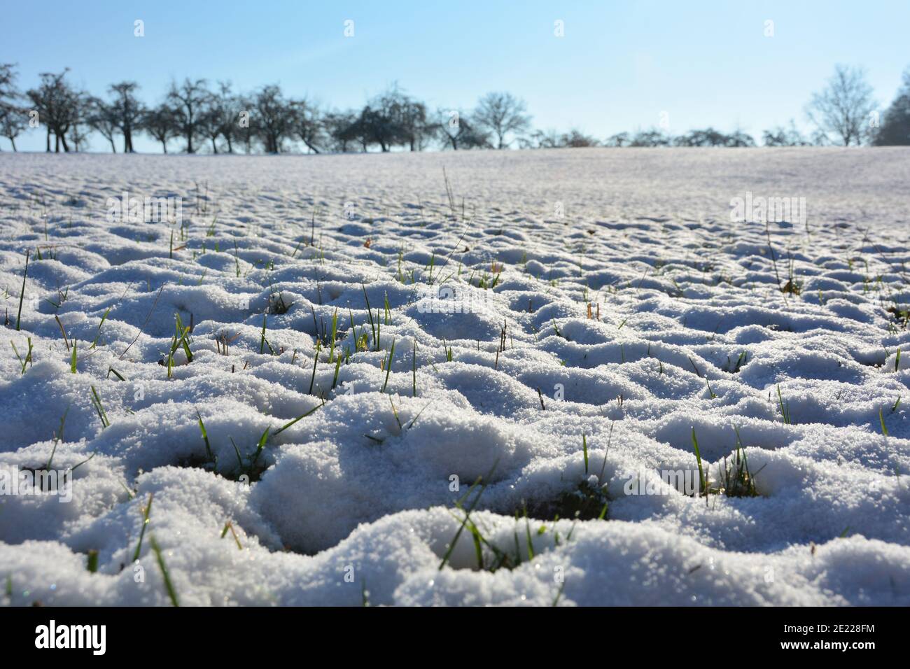 A field with lots of white snow, blue sky and trees on the horizon ...