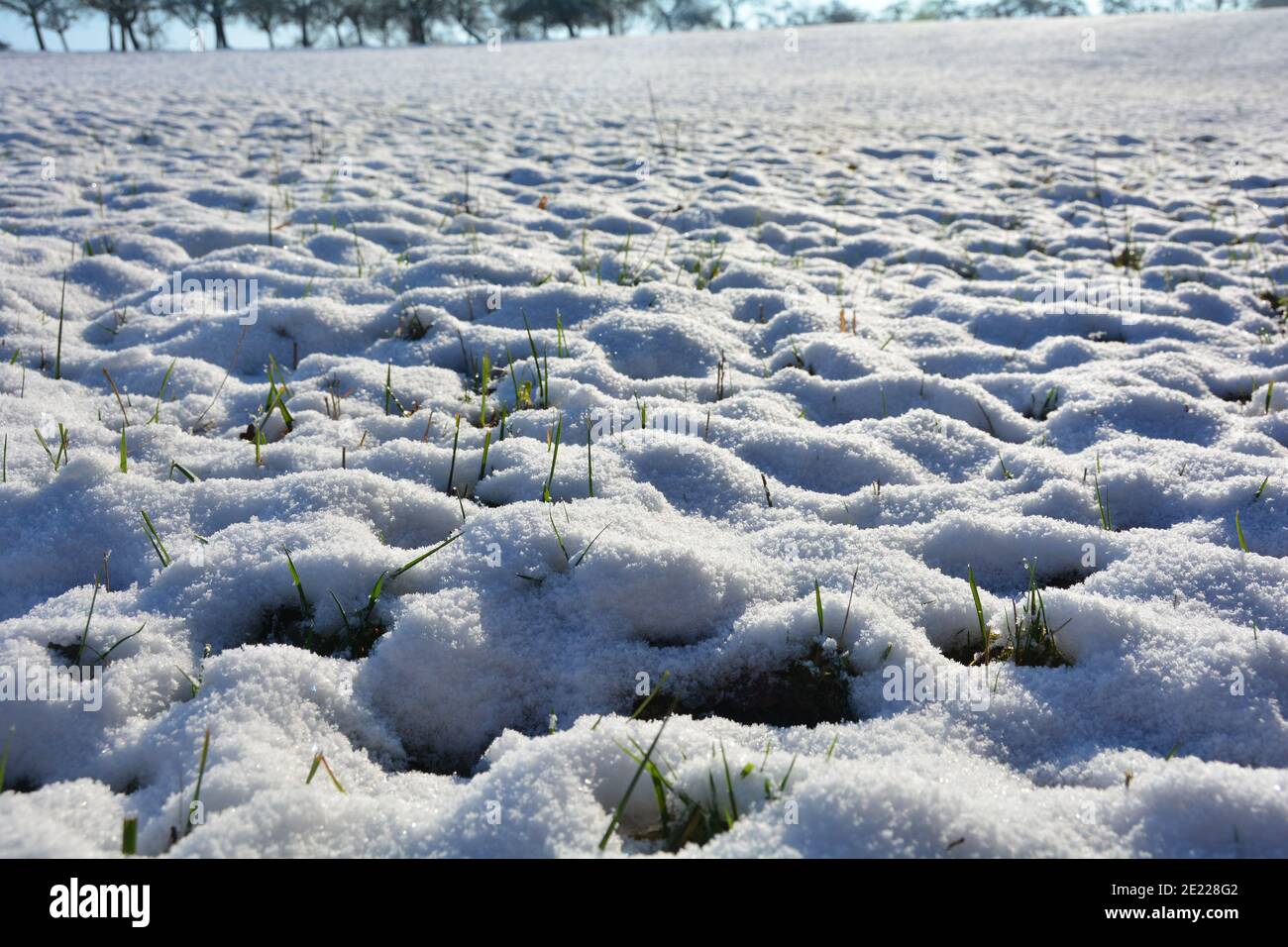 A field with lots of white snow, some green grass and trees on the ...