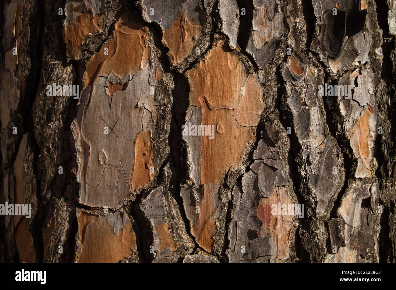 Detail of old tree bark texture Stock Photo - Alamy