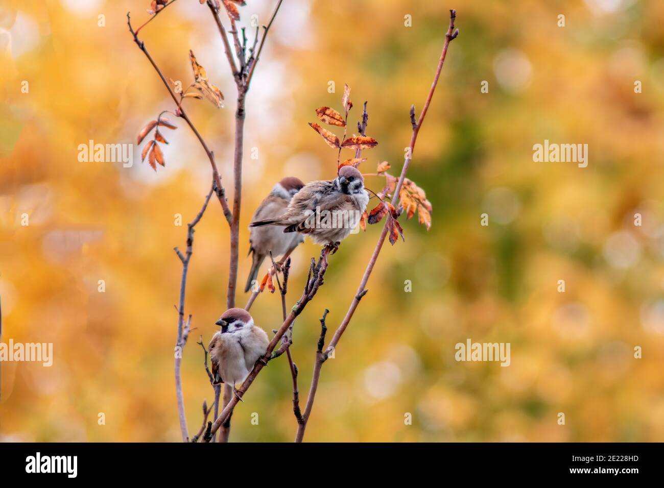 Three sparrows hi-res stock photography and images - Alamy