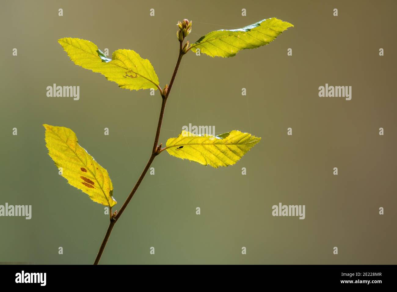 a fresh branch with green leaves and a nice soft background Stock Photo ...