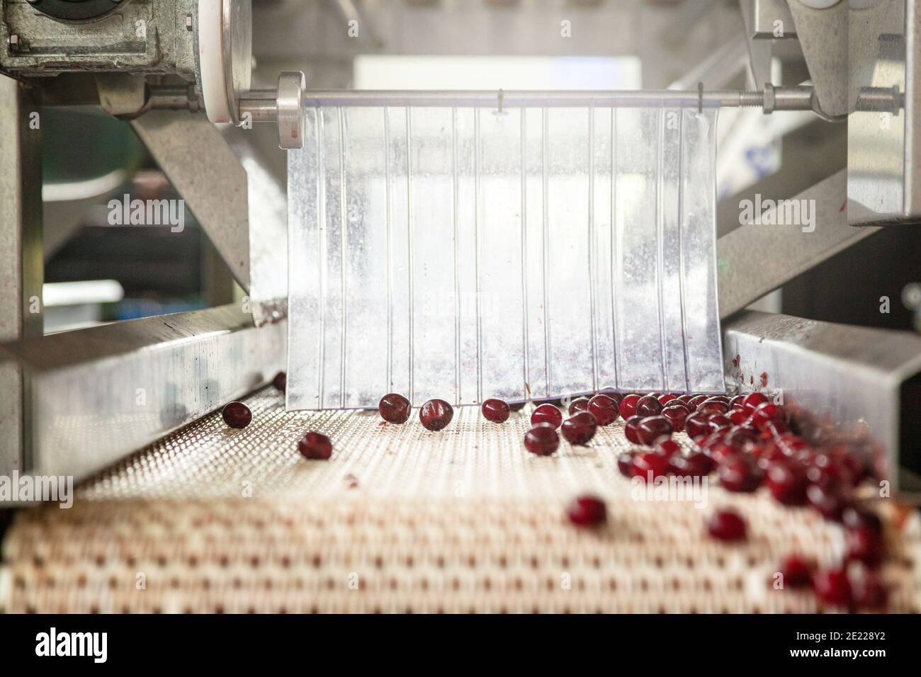 The conveyor transports the cherries processed and prepared for ...