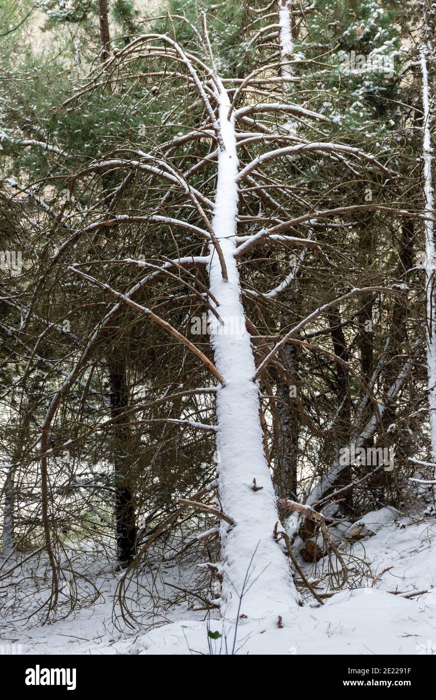 Tree fallen by snow. Tree frozen and covered by snow in winter. Broken ...