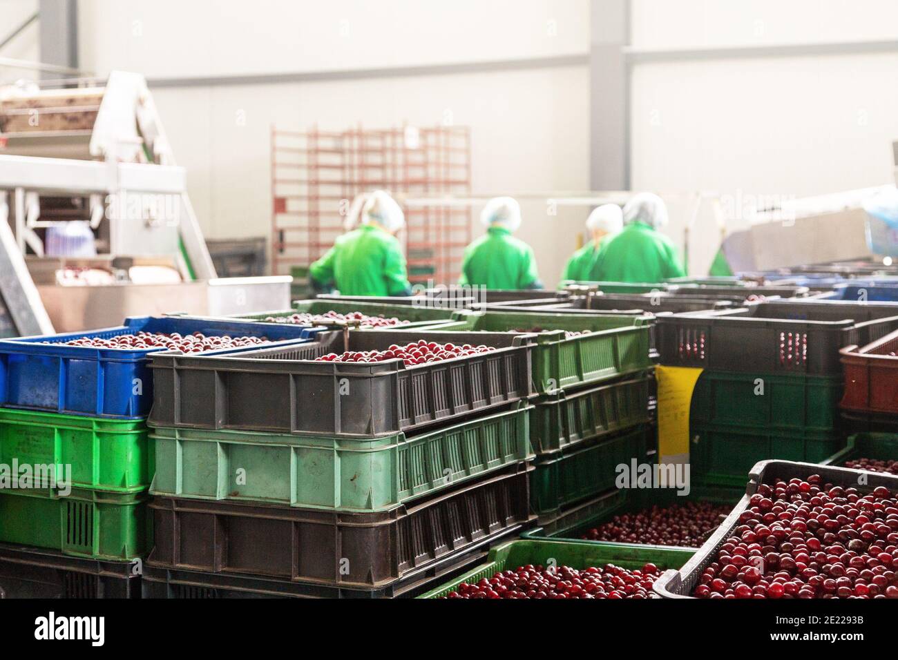 Cherry boxes at the berry harvesting factory Stock Photo - Alamy