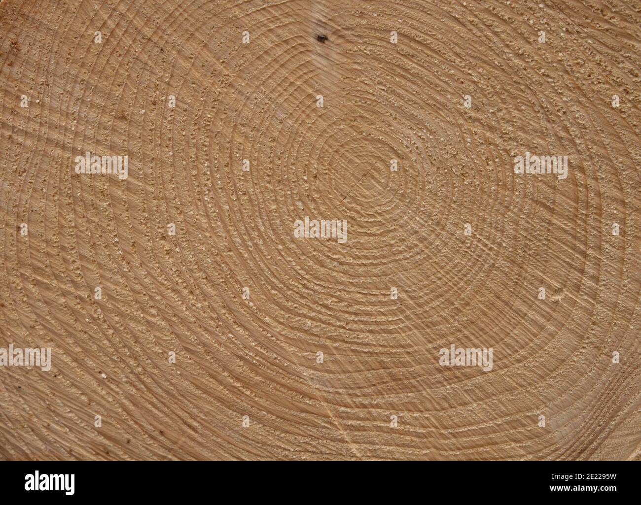 Tree rings wood texture Stock Photo - Alamy