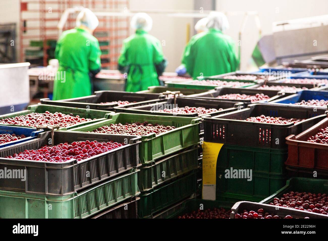 Cherry boxes at the berry harvesting factory Stock Photo - Alamy