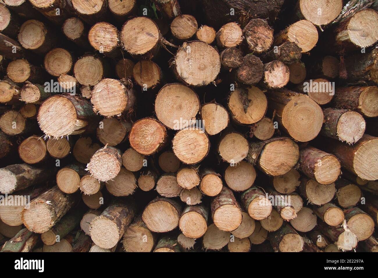 Pile of pine tree logs Stock Photo - Alamy