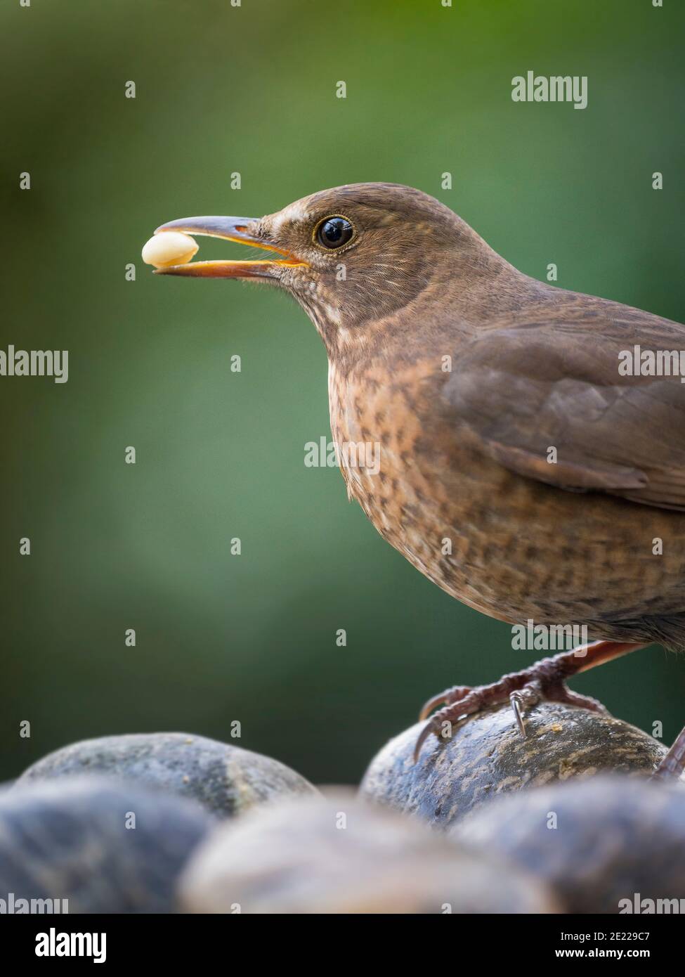 True thrush hi-res stock photography and images - Alamy