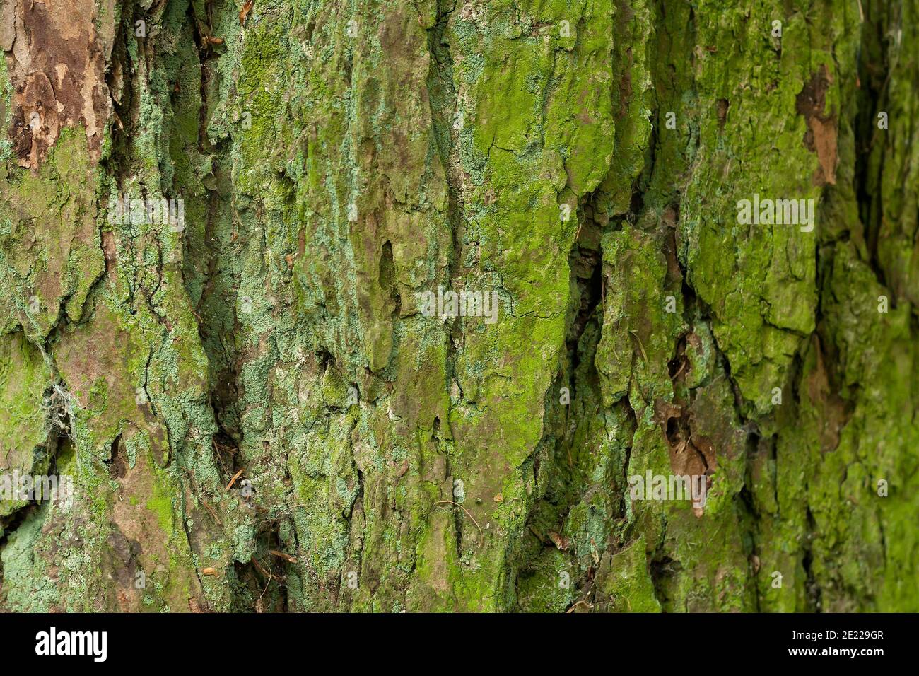 Old tree bark detail Stock Photo - Alamy
