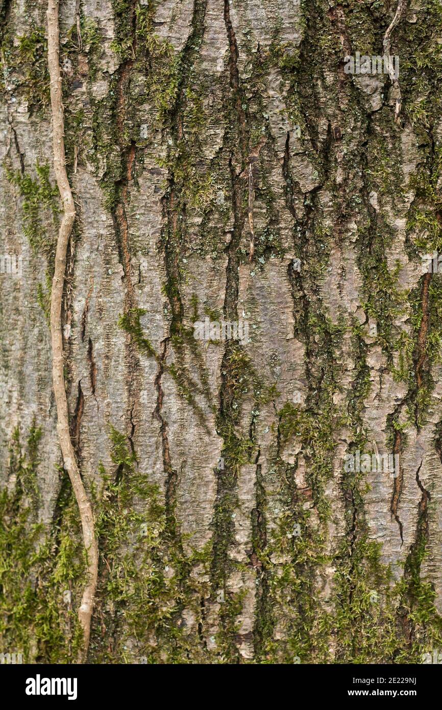 Old tree bark detail Stock Photo - Alamy