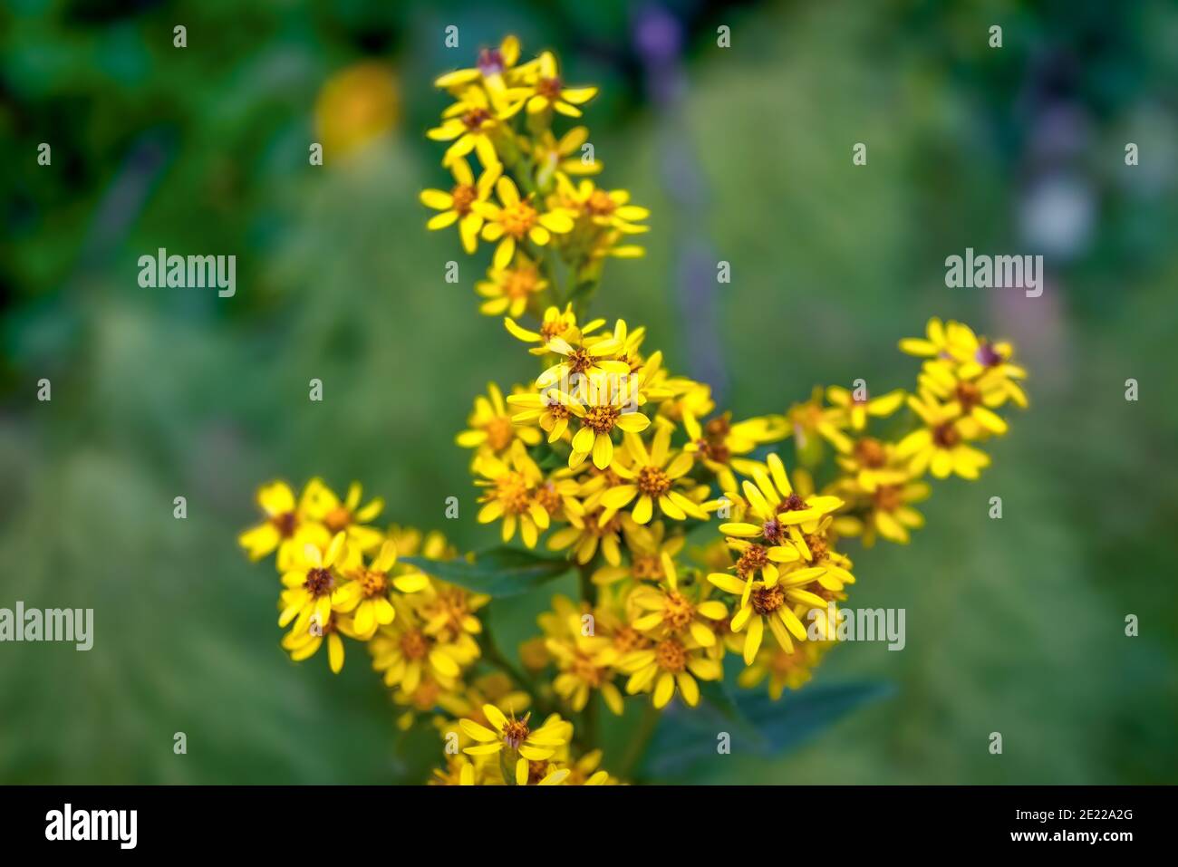 Yellow blossom of fresh wild Perforate St John's-wort mountain tea ...