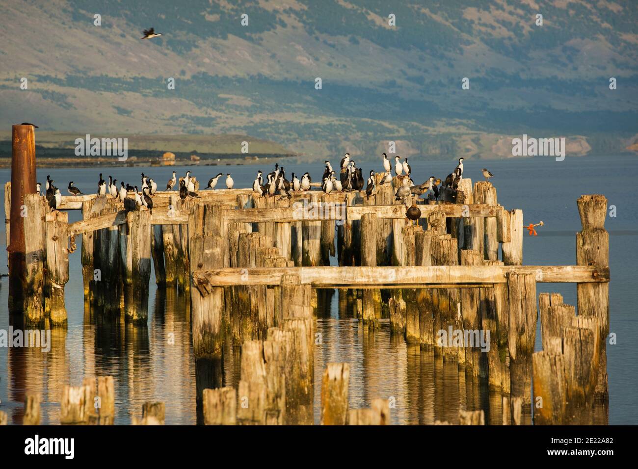 Magellanic cormorants known as rock shags (phalacrocorax magellanicus ...