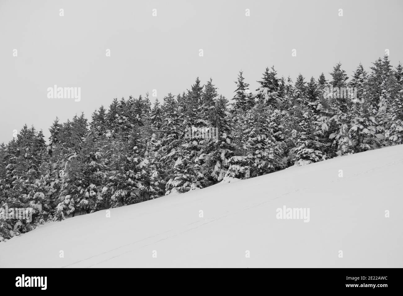 Fir trees covered by snow in the national park of Sibillini mountains ...