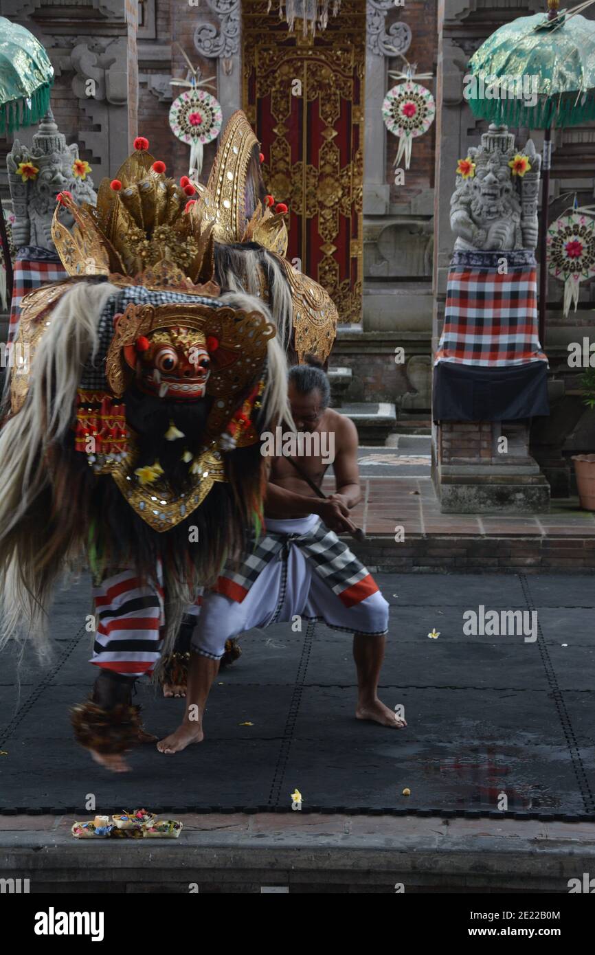 Balinese locals performing Barong, a mythical lion-like creature at a ...
