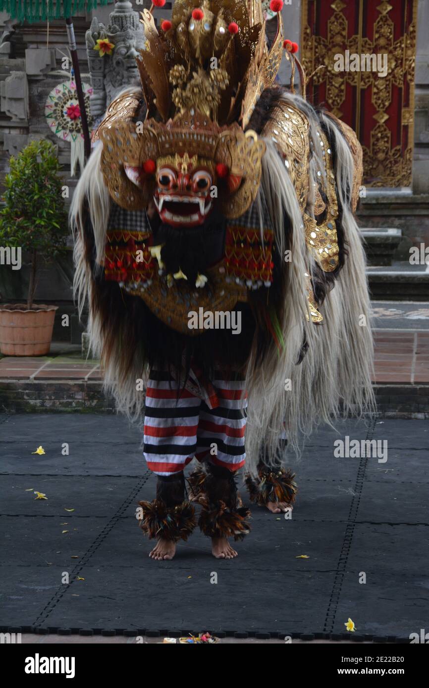 Balinese locals performing Barong, a mythical lion-like creature at a ...