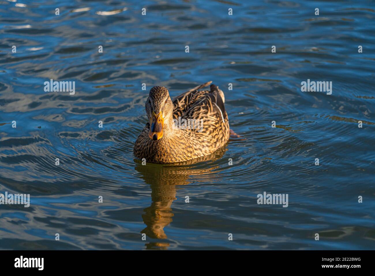 Single Femae mallard duck on lake low level macro water level view ...
