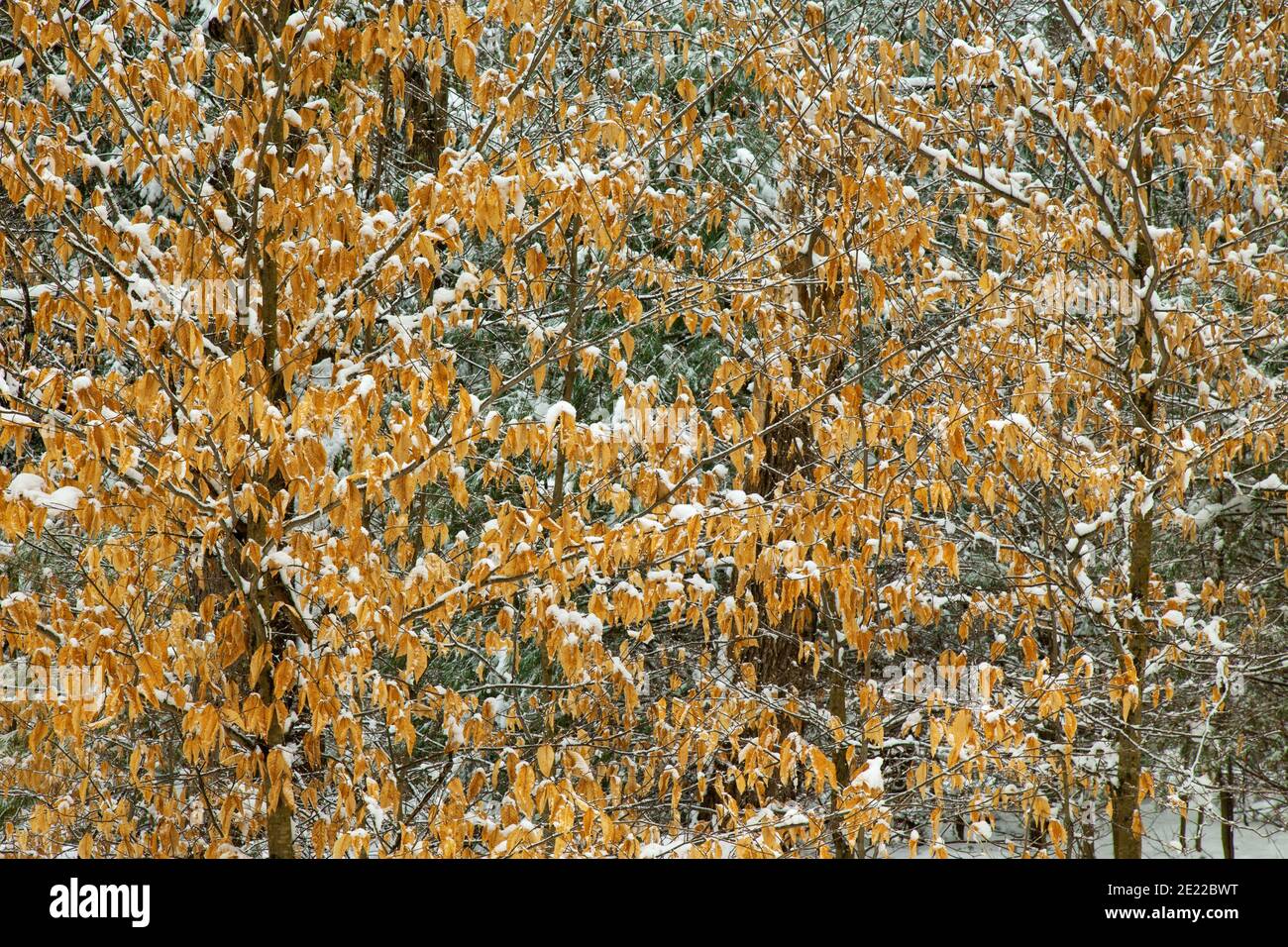 American beech tree hi-res stock photography and images - Alamy