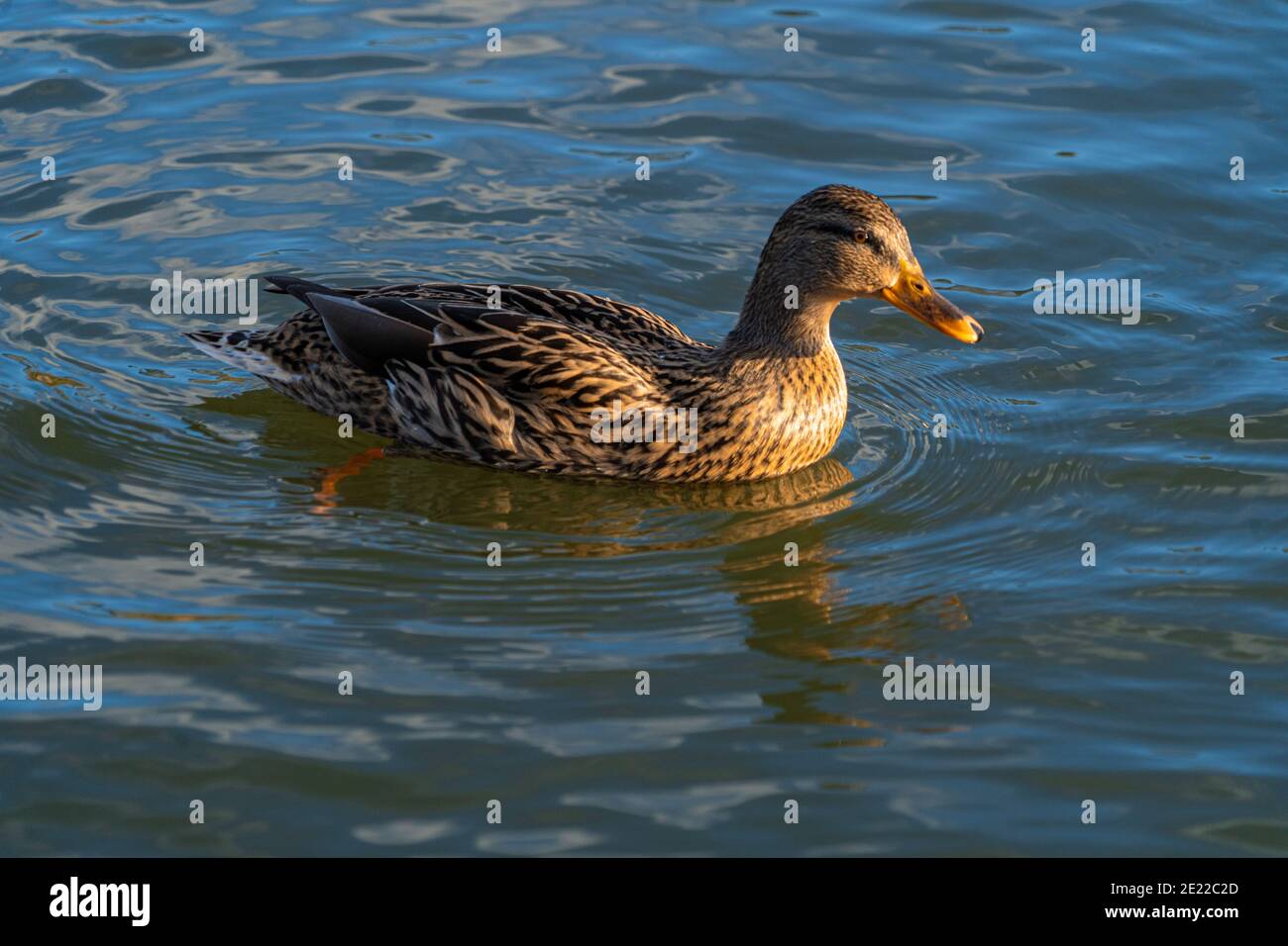 Single Femae mallard duck on lake low level macro water level view ...