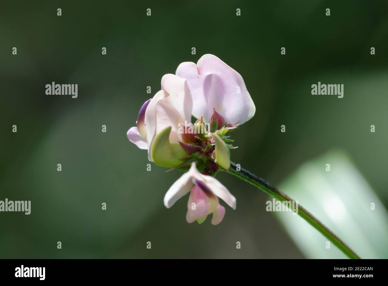 Trailing Wild Bean Stock Photo - Alamy