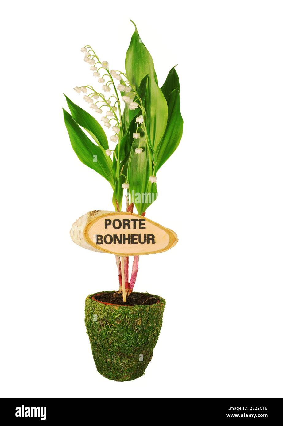 Sprig of lily of the valley in pot, isolated on white background Stock ...