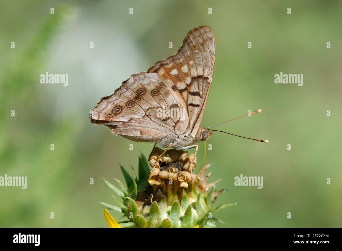 Tawny emperor butterfly hi-res stock photography and images - Alamy