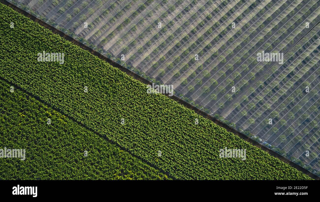 Aerial photograph of a vineyard split in half by a road (Apulia, Italy ...