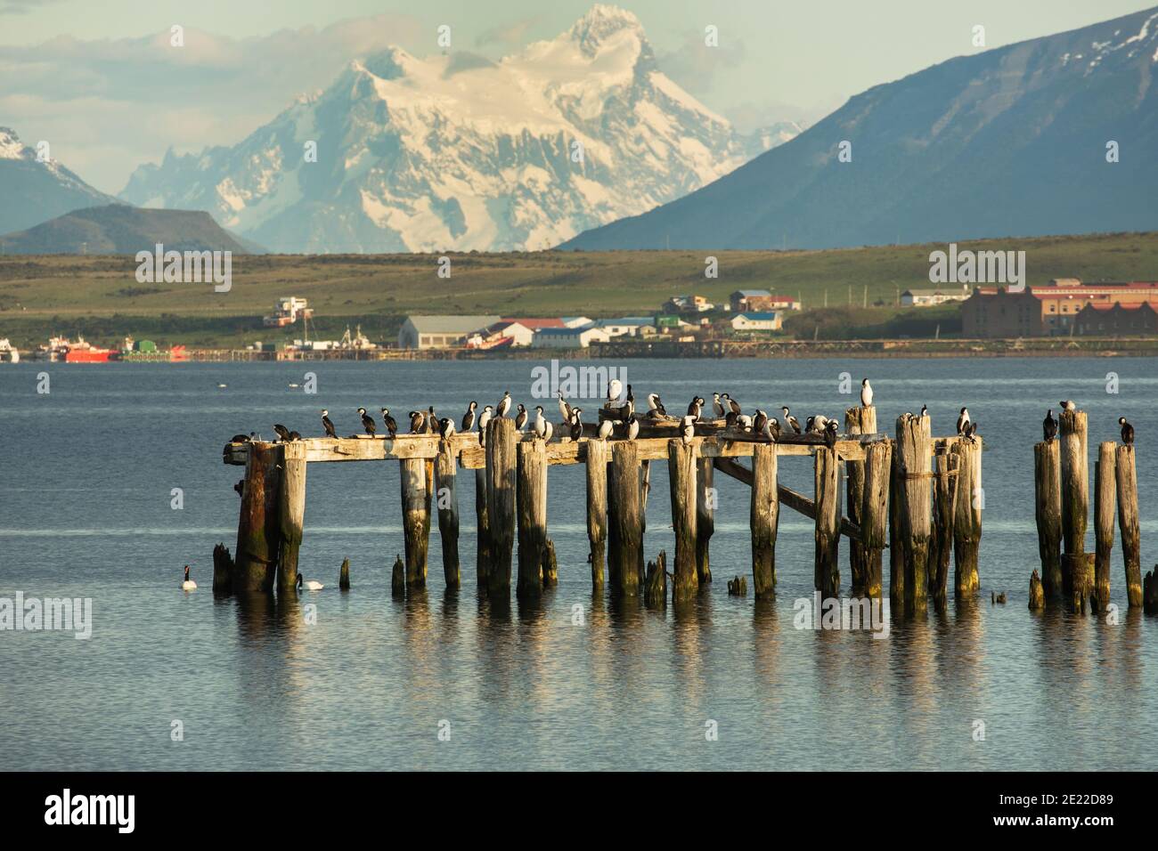 Magellanic cormorants known as rock shags (phalacrocorax magellanicus ...