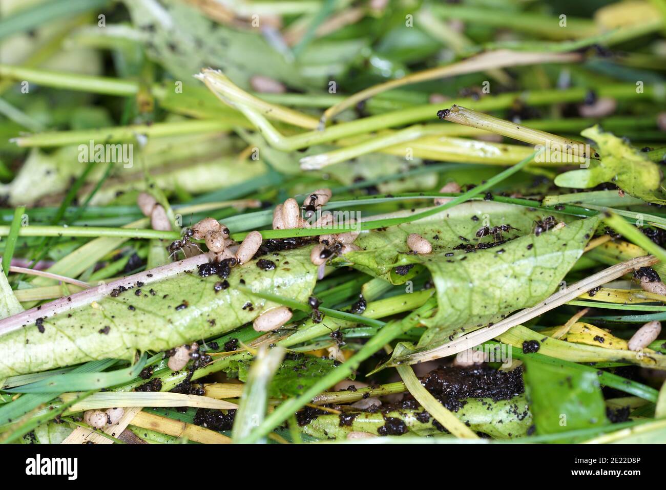 Insects in soil hi-res stock photography and images - Alamy