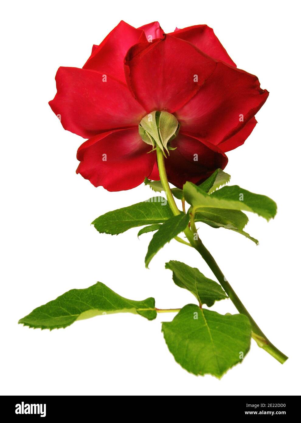 Red rose stem isolated on white background Stock Photo - Alamy