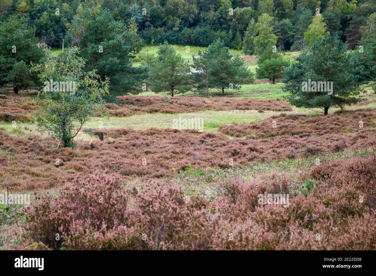 Nationalpark senne hi-res stock photography and images - Alamy