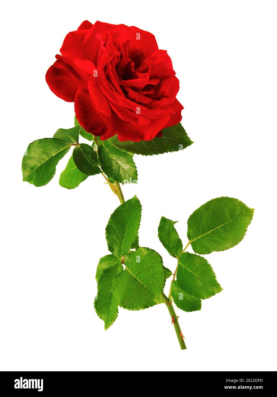 Red rose stem isolated on white background Stock Photo - Alamy