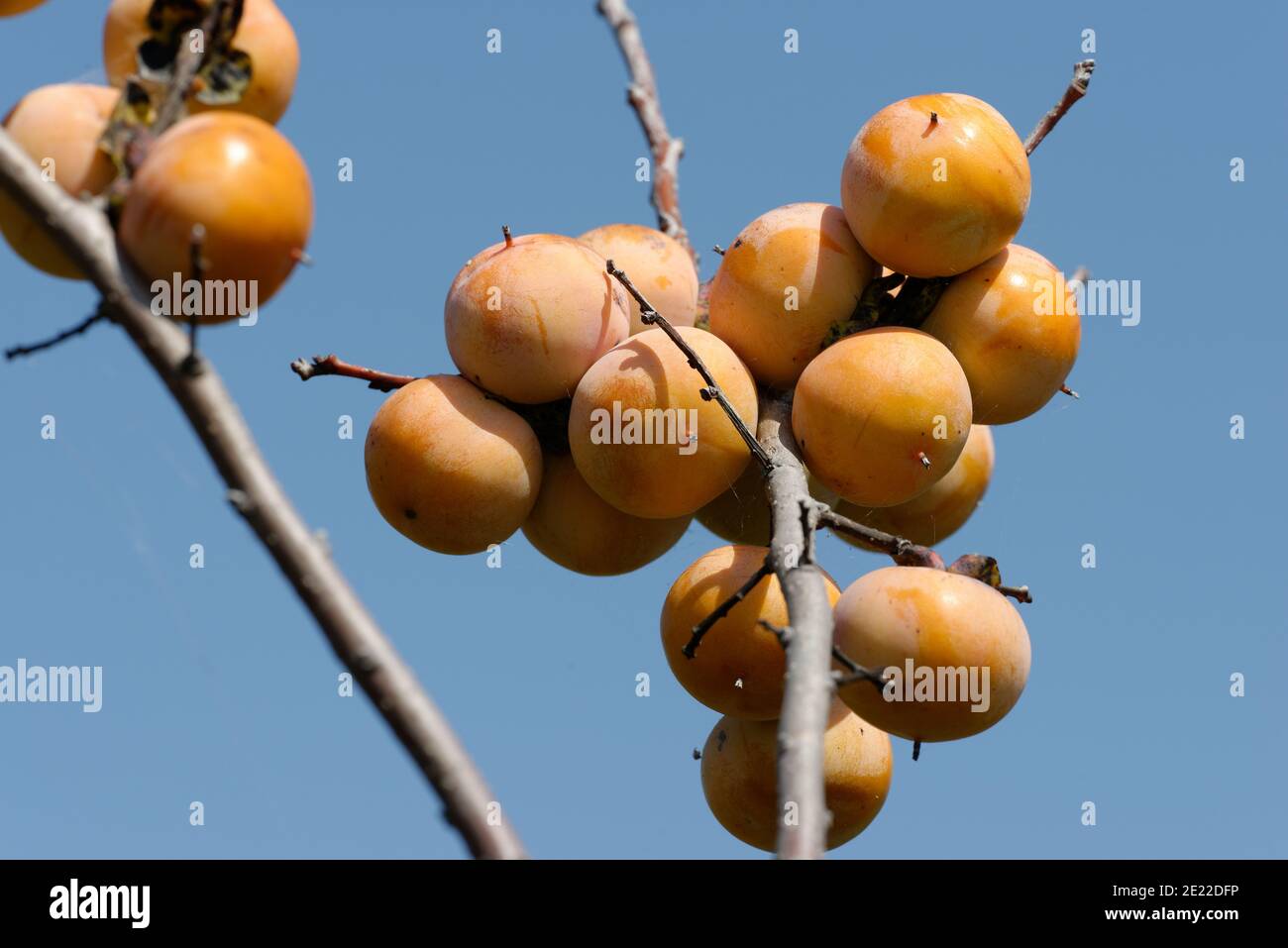 Common Persimmon fruit Stock Photo - Alamy