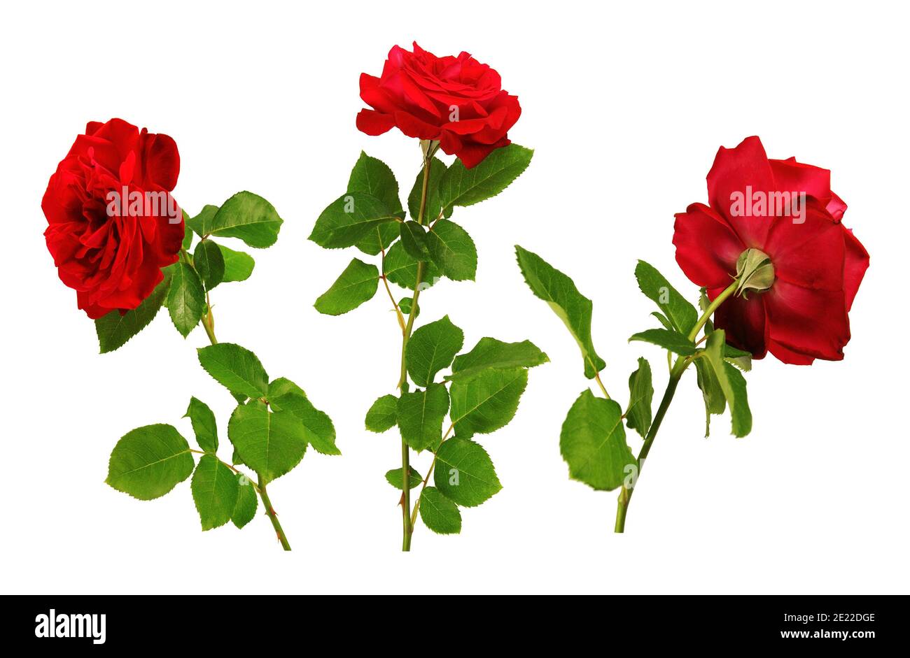 Red rose stem isolated on white background Stock Photo - Alamy