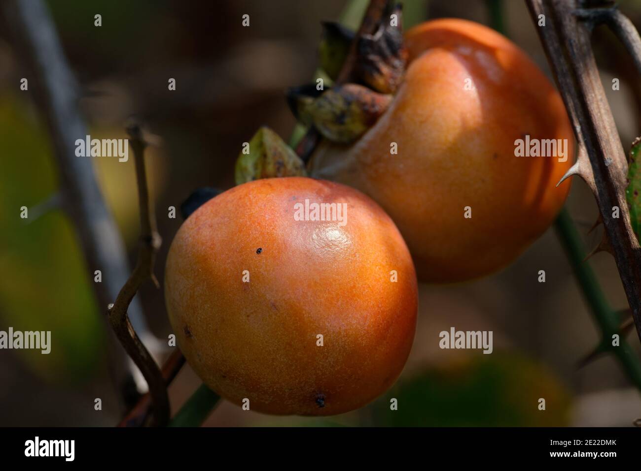 Common Persimmon fruit Stock Photo - Alamy