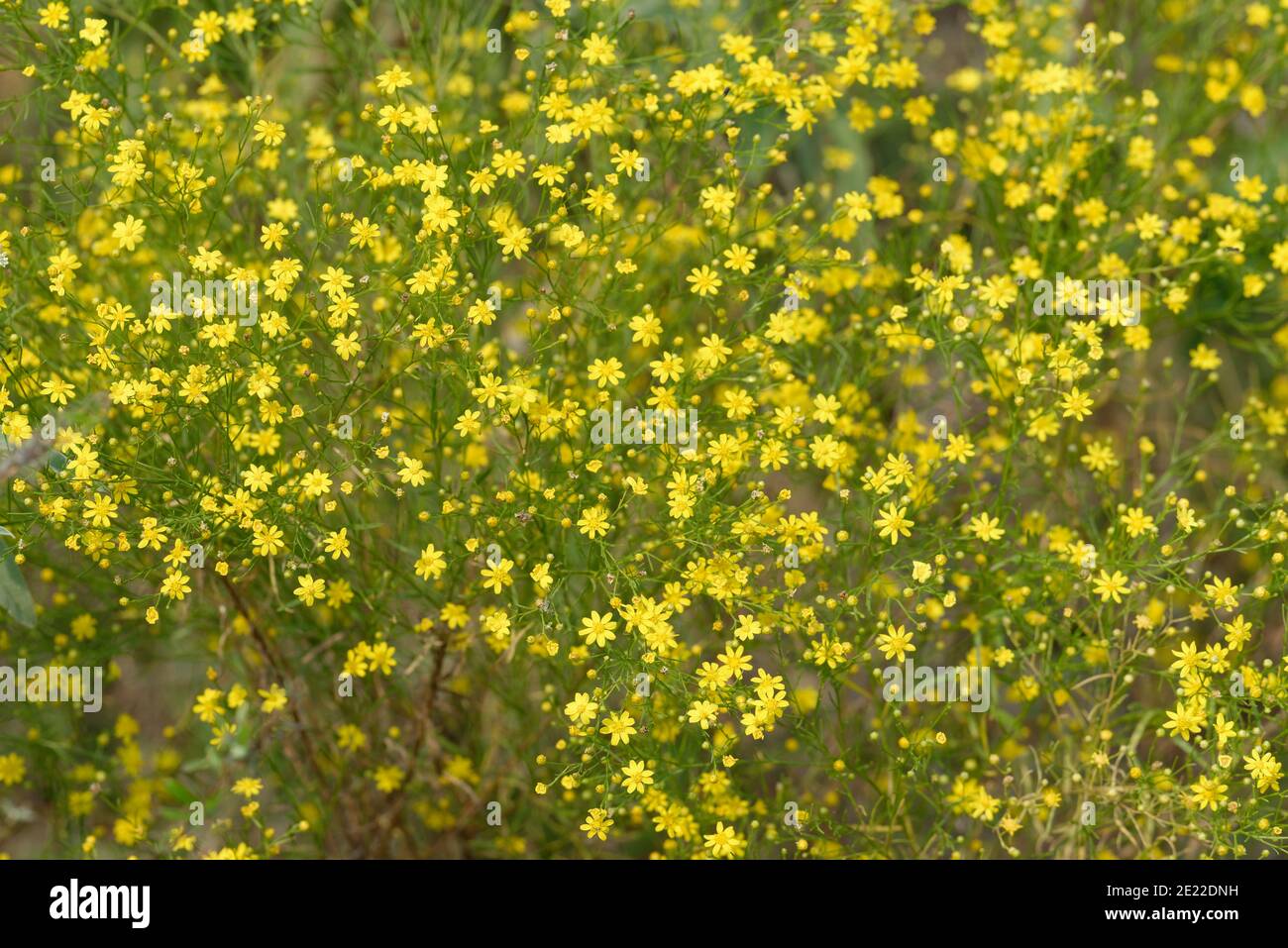 Broomweed hi-res stock photography and images - Alamy