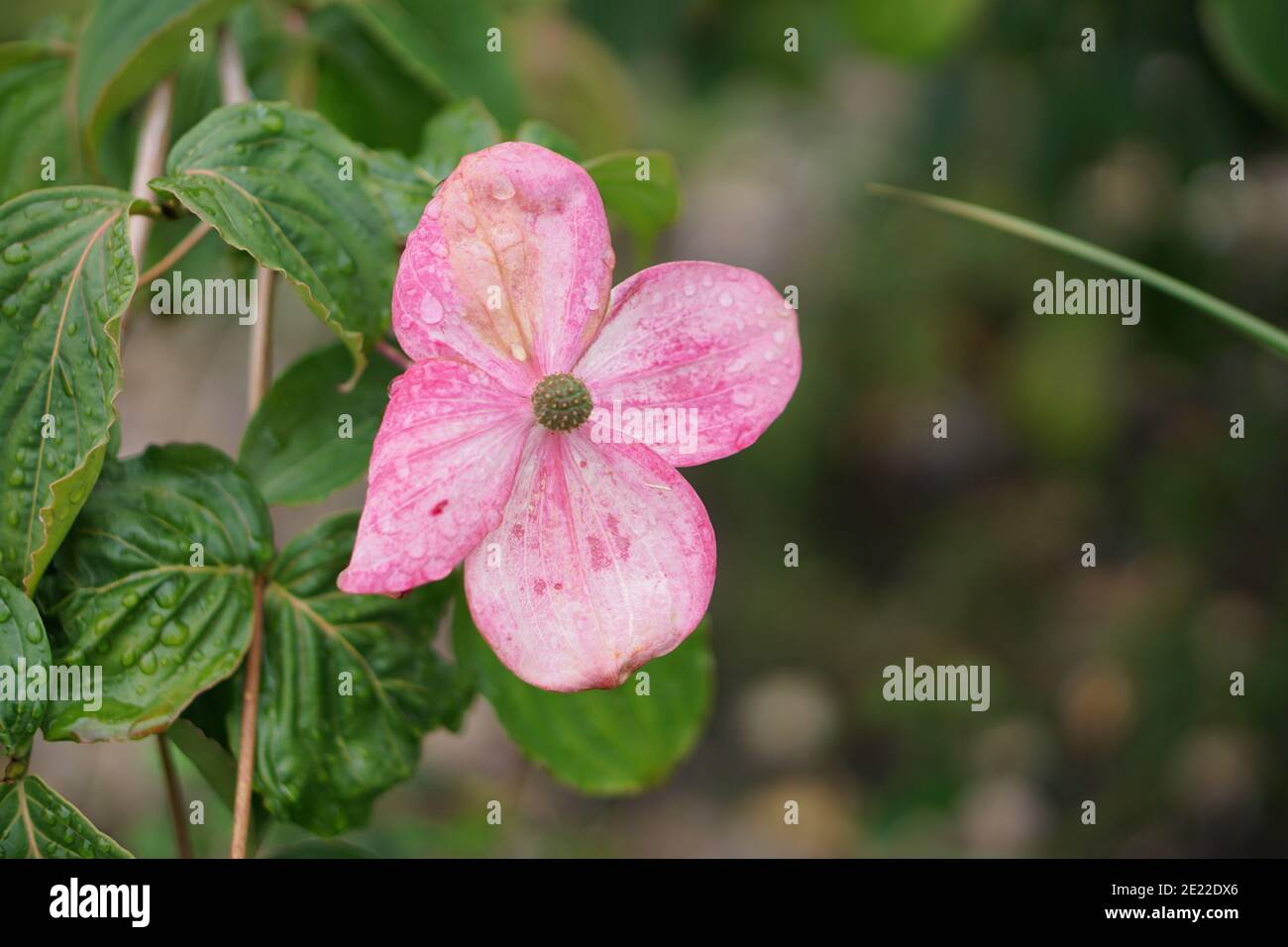 Its a macro lens hi-res stock photography and images - Alamy