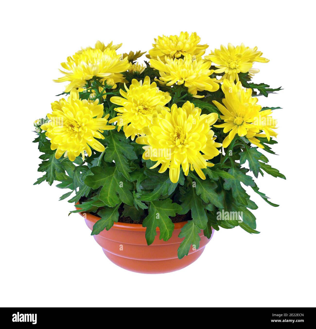 Chrysanthemum plant pot hi-res stock photography and images - Alamy