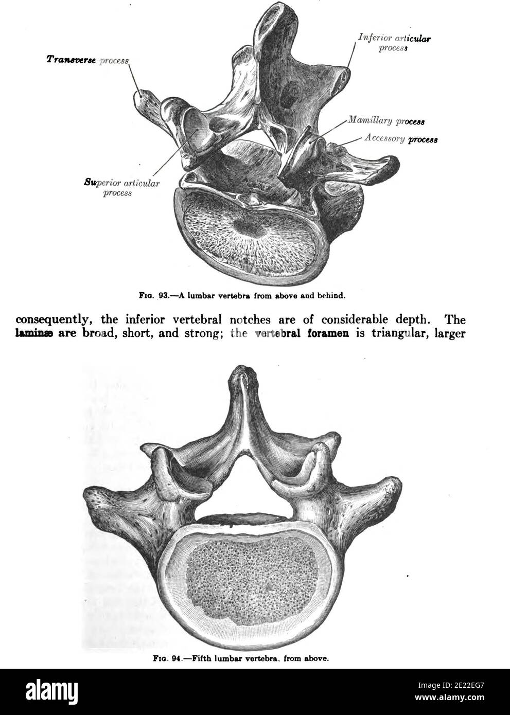 Spine Vertebrae Drawing
