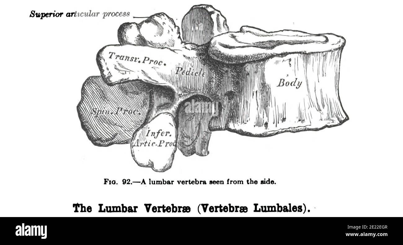 Lumbar vertebra drawing hi-res stock photography and images - Alamy