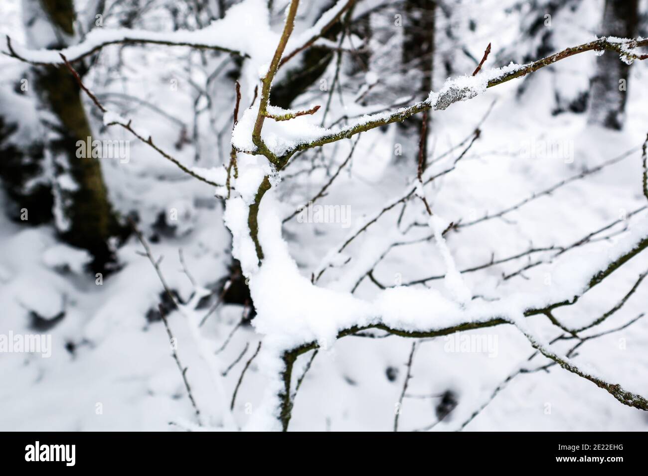Beautiful winter scenery with lots of snow in the german area Sauerland ...