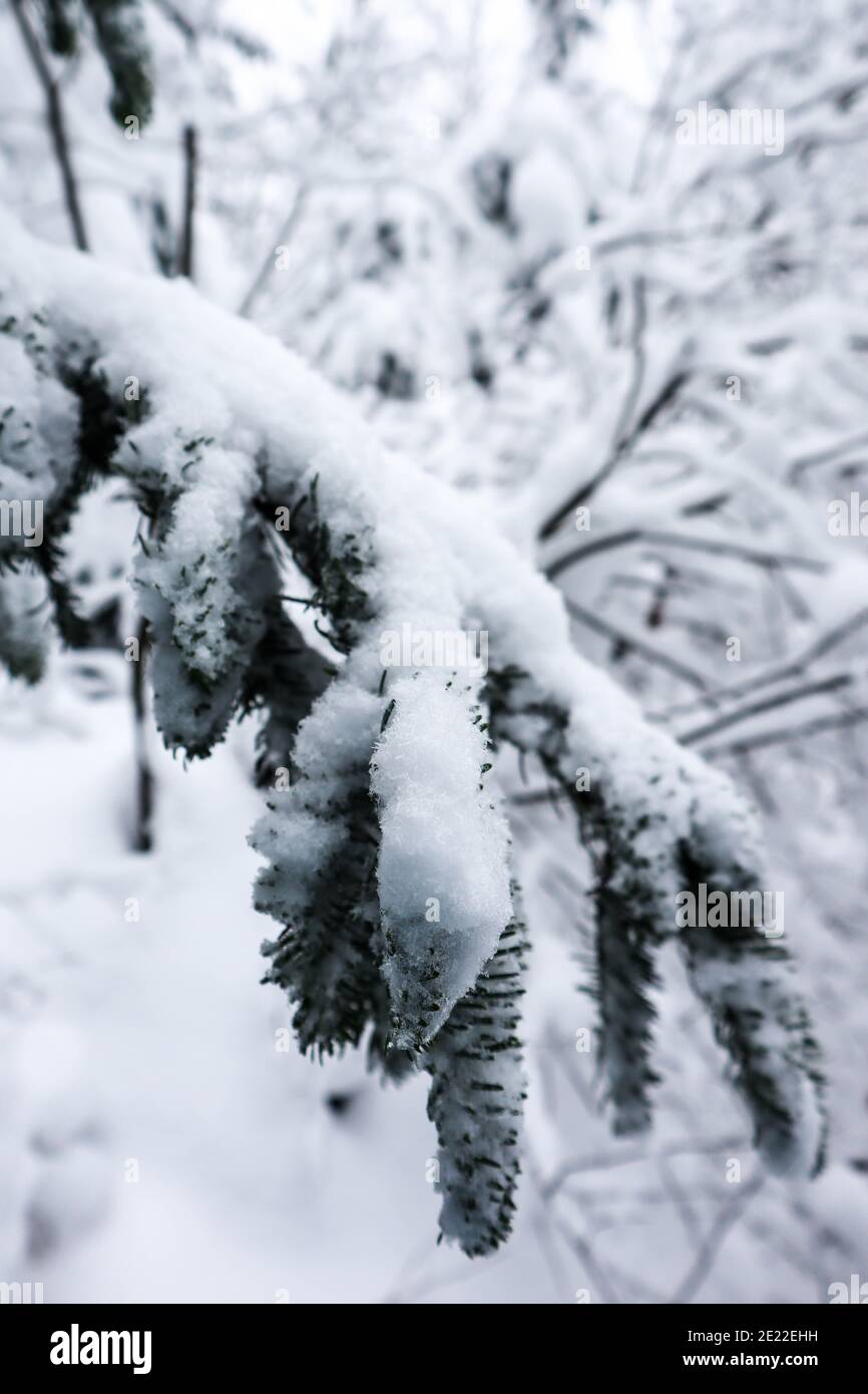 Beautiful winter scenery with lots of snow in the german area Sauerland ...