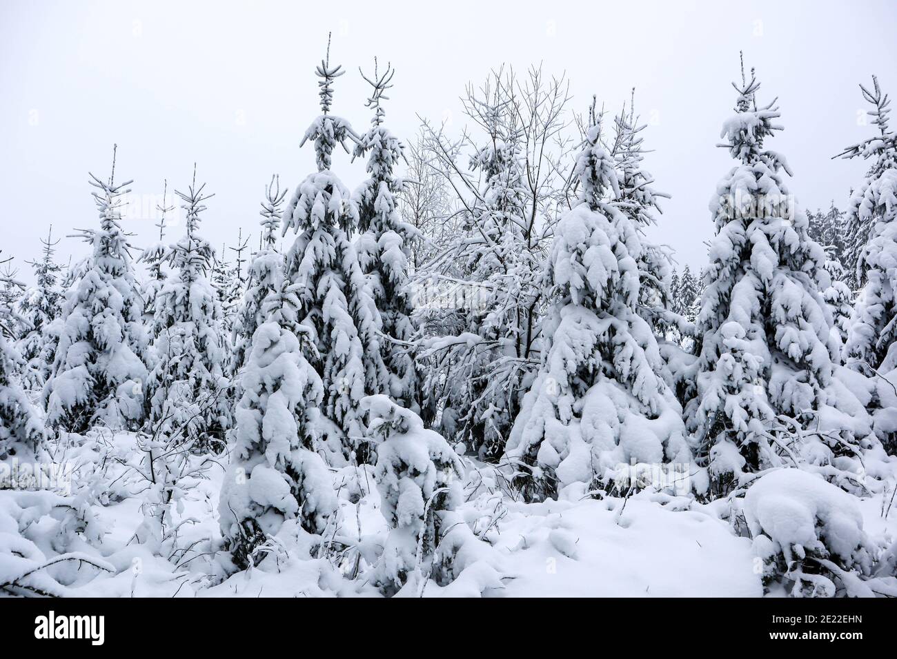 Tree top walk germany hi-res stock photography and images - Alamy