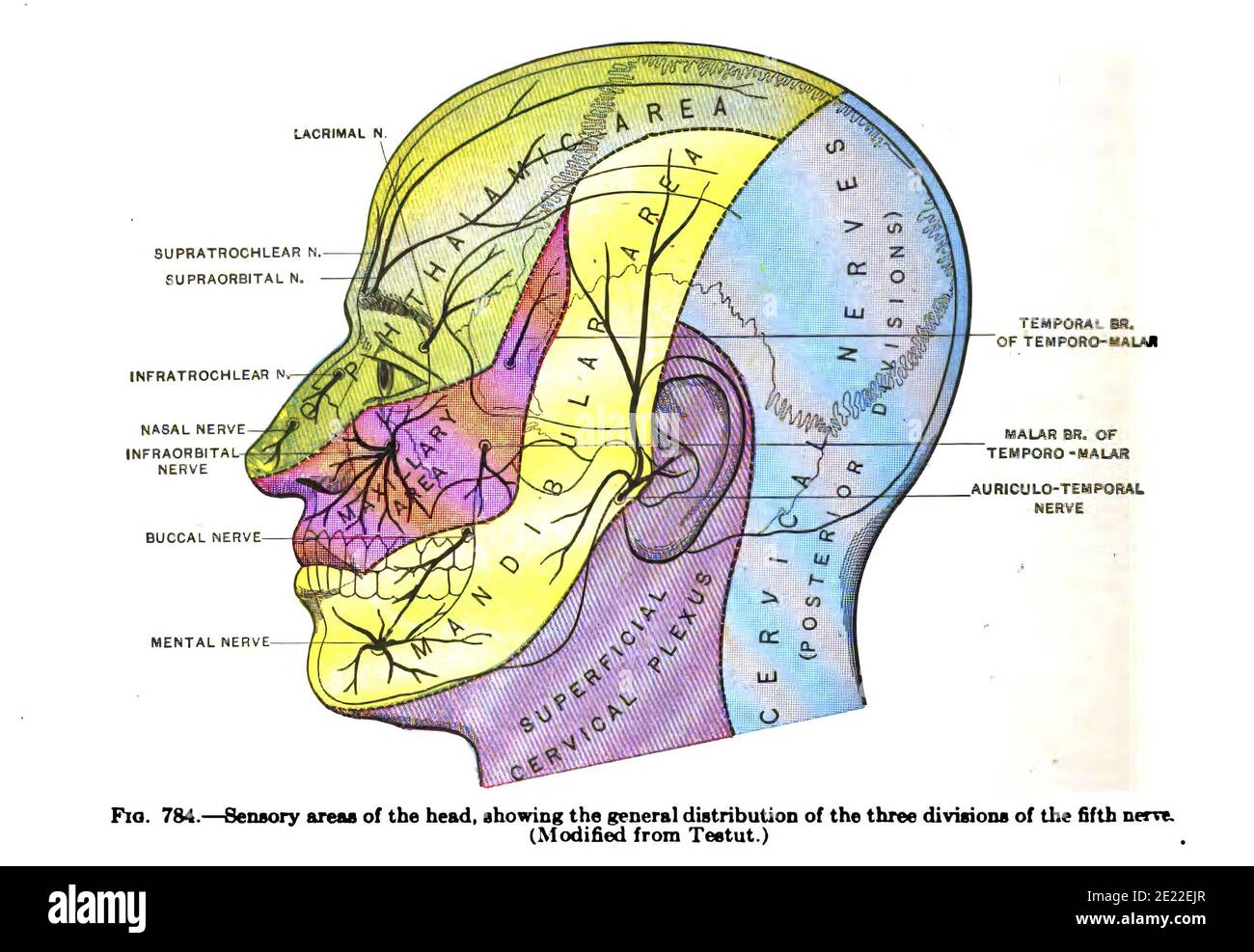 Anatomy drawing and text of the sensory areas of the head, from the ...