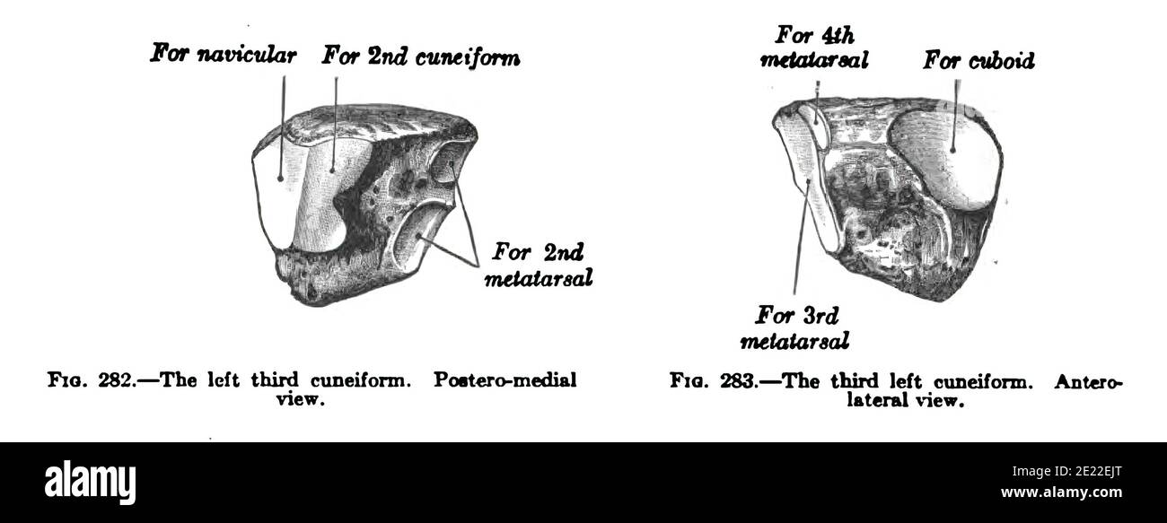 Anatomy drawing and text of the left third cuneiform, from the 19th ...