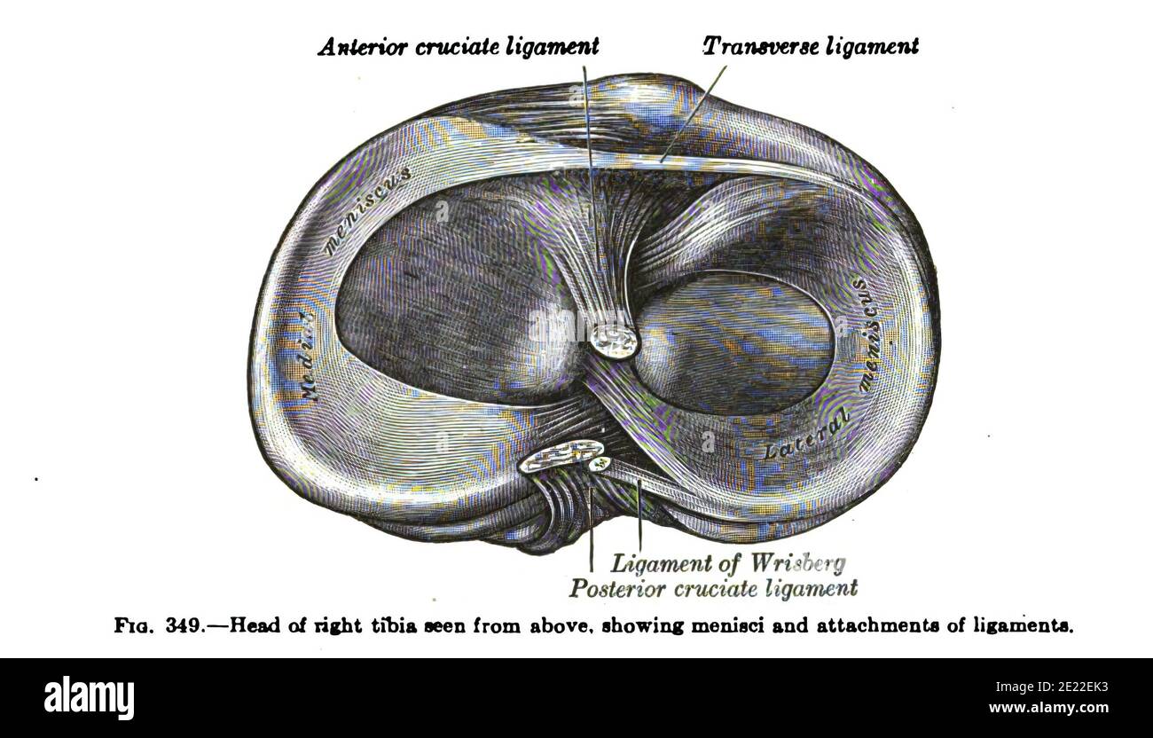 Tibia section Cut Out Stock Images & Pictures - Alamy