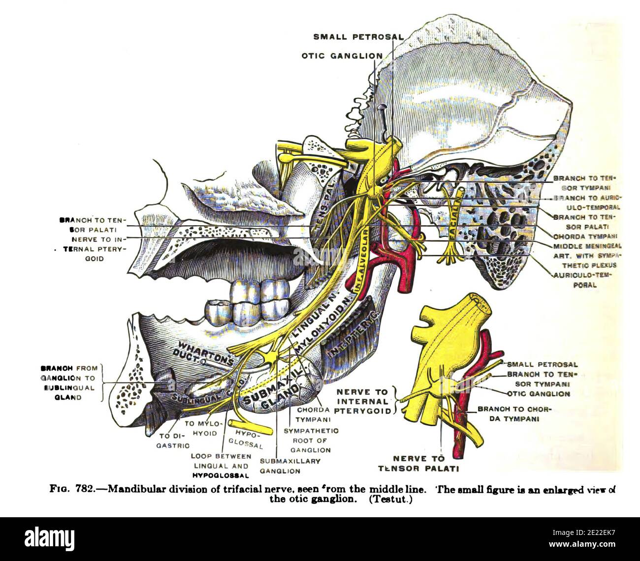 Anatomy drawing and text of the mandibular division of trifacial nerve ...
