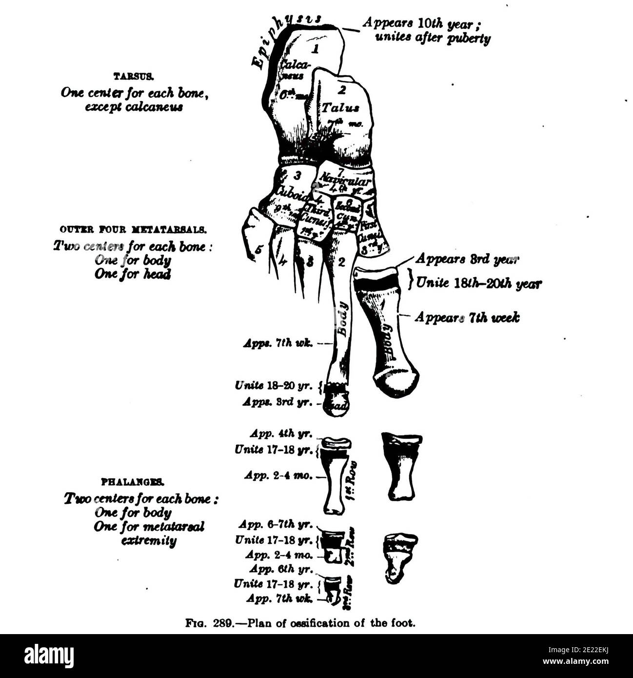 Anatomy drawing and text of the plan of ossification of the foot, from ...