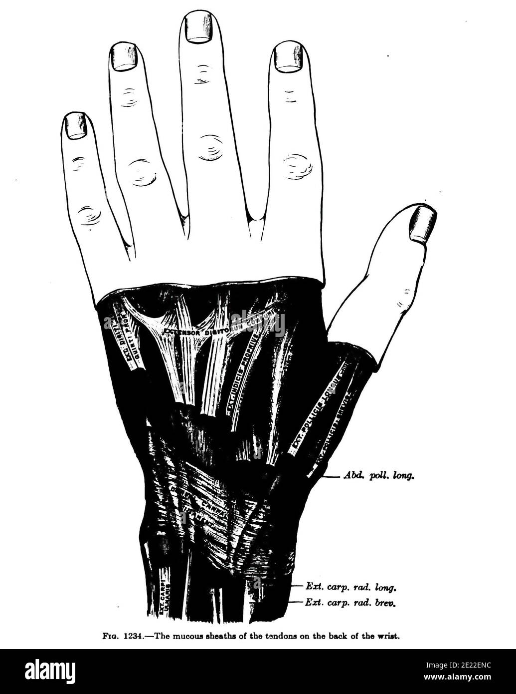 Hand anatomy historical drawings hi-res stock photography and images ...