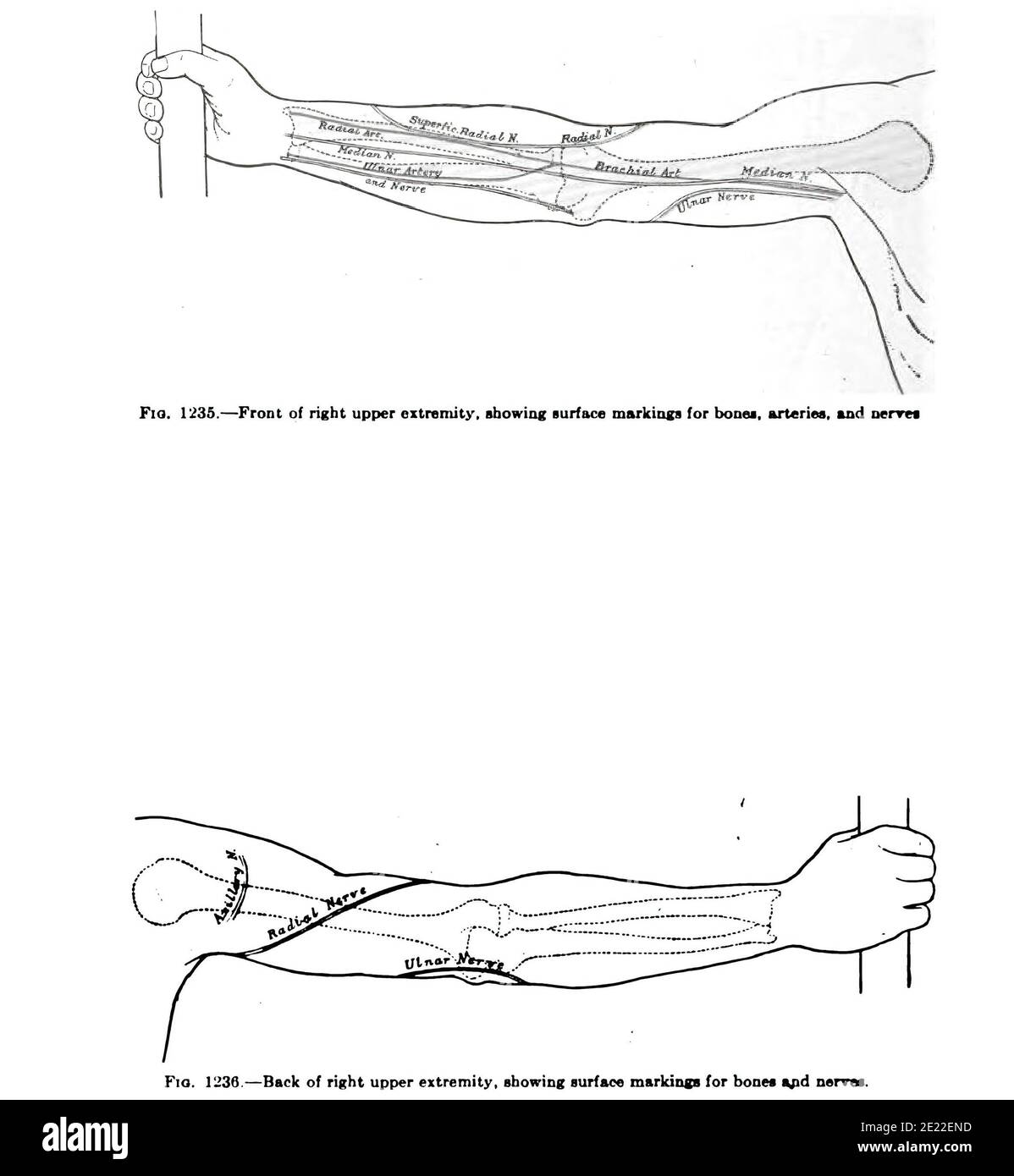 Upper Extremity Labeled Human Anatomy Web Site